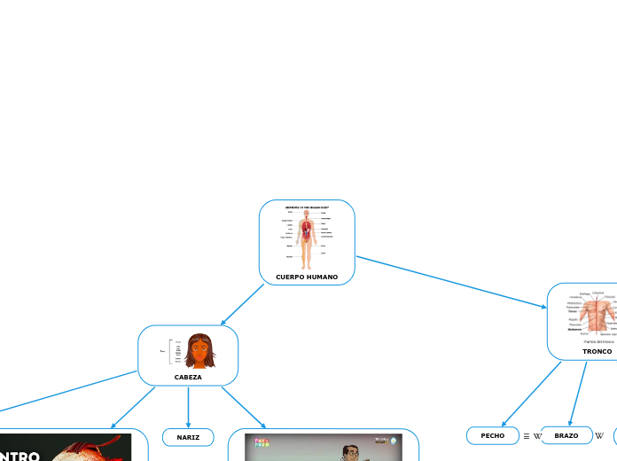 CUERPO HUMANO - Mind Map